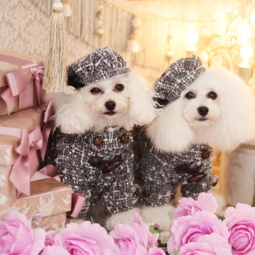 ホームページをリニューアル致しました。 – Sweeney dog