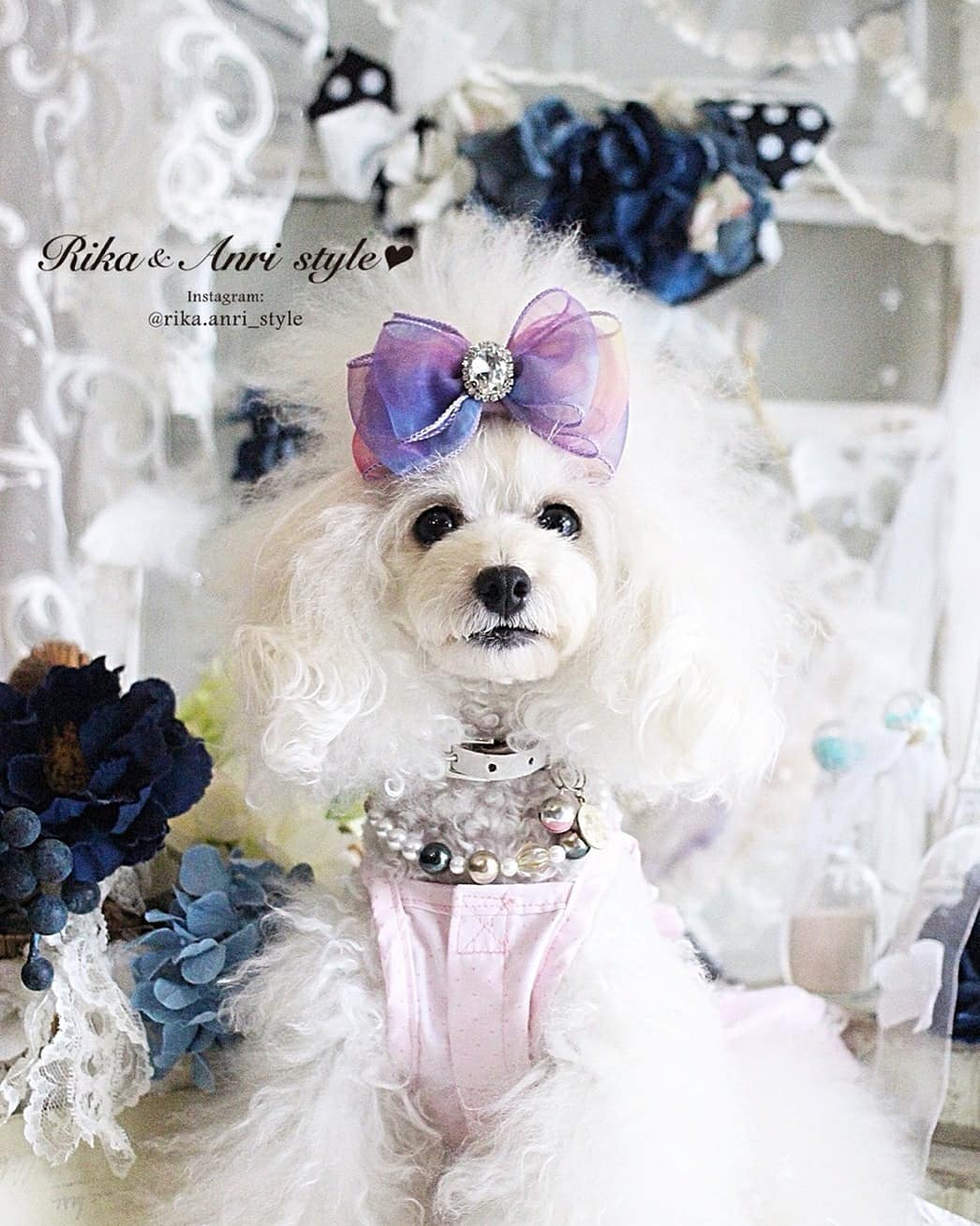 店舗情報を更新致しました。 – Sweeney dog