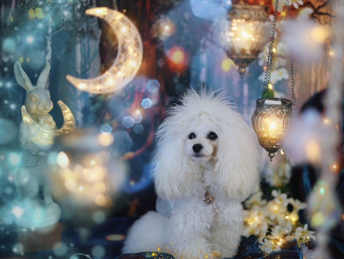 ペット撮影のページについて – Sweeney dog