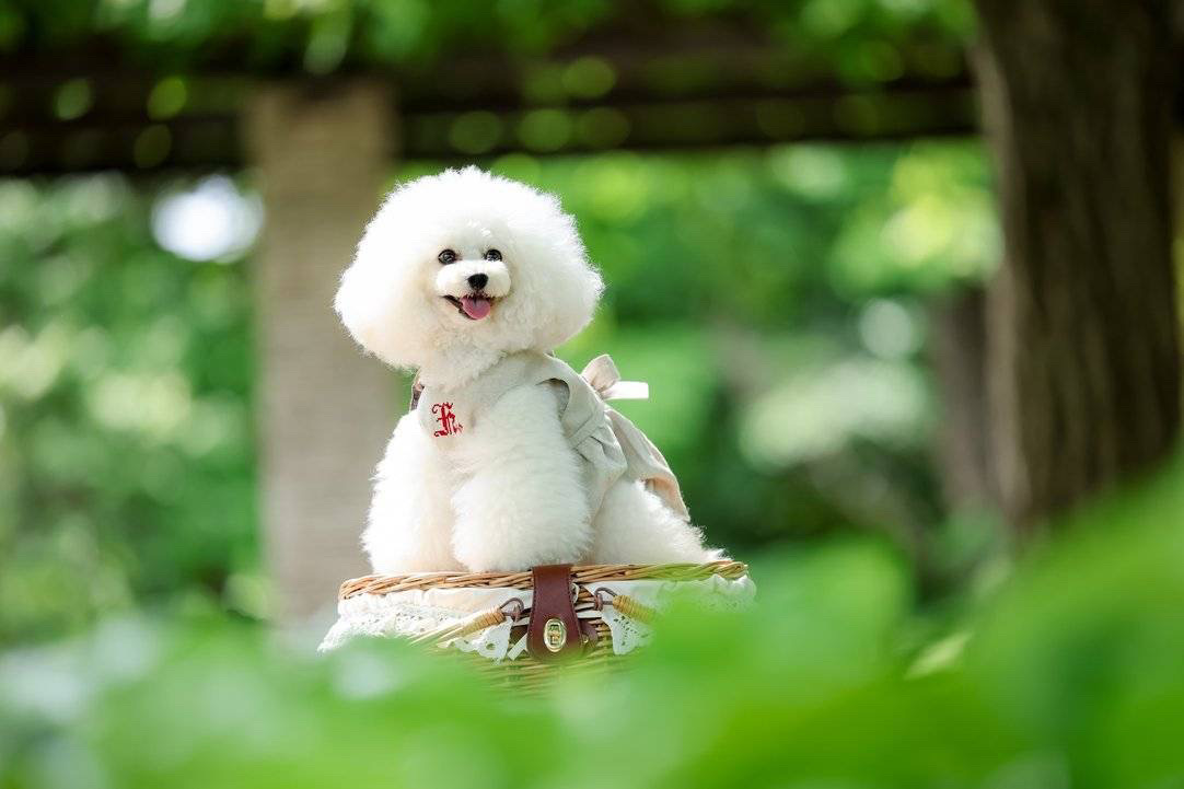 店舗情報を更新致しました。 – Sweeney dog