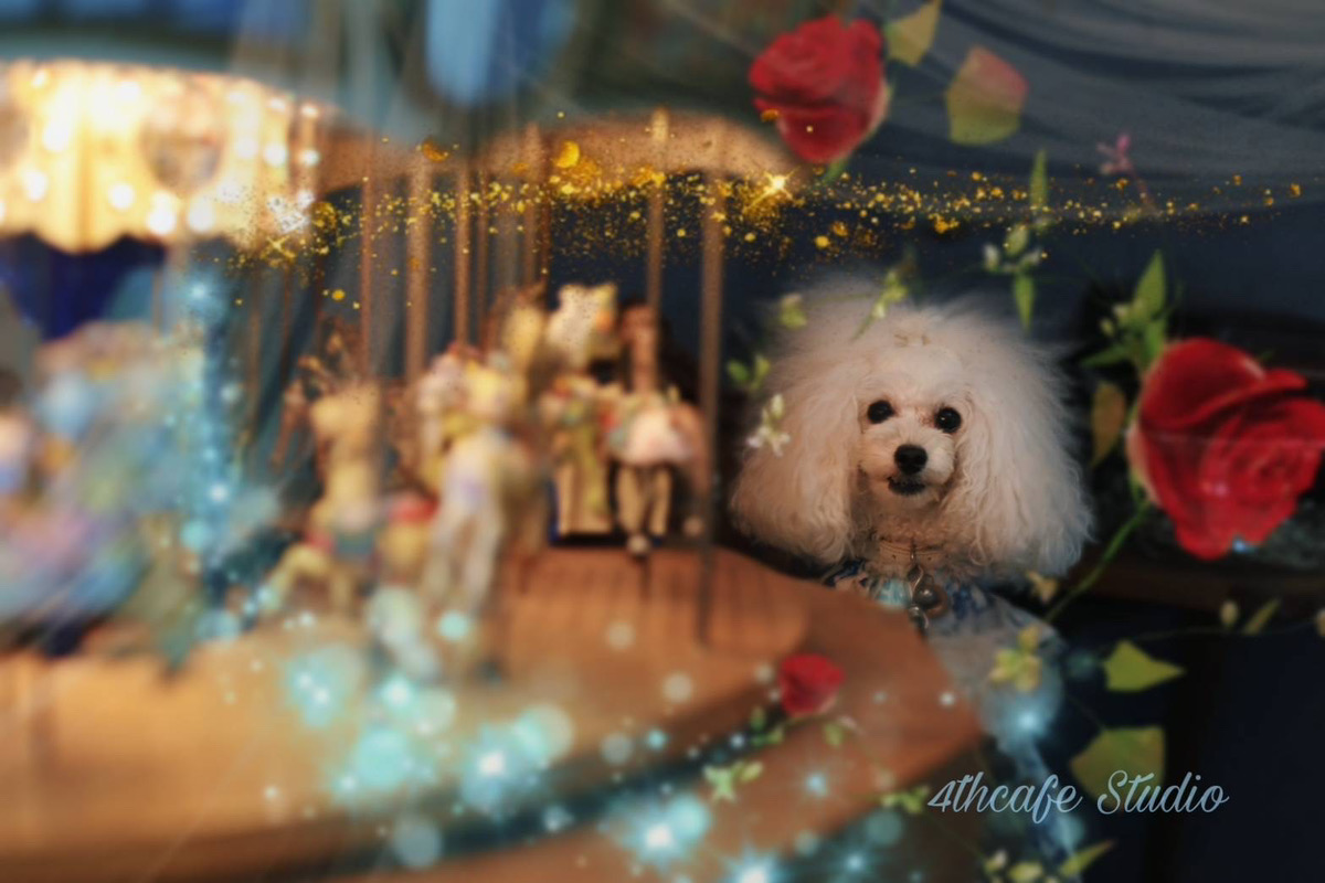 ホームページをリニューアル致しました。 – Sweeney dog