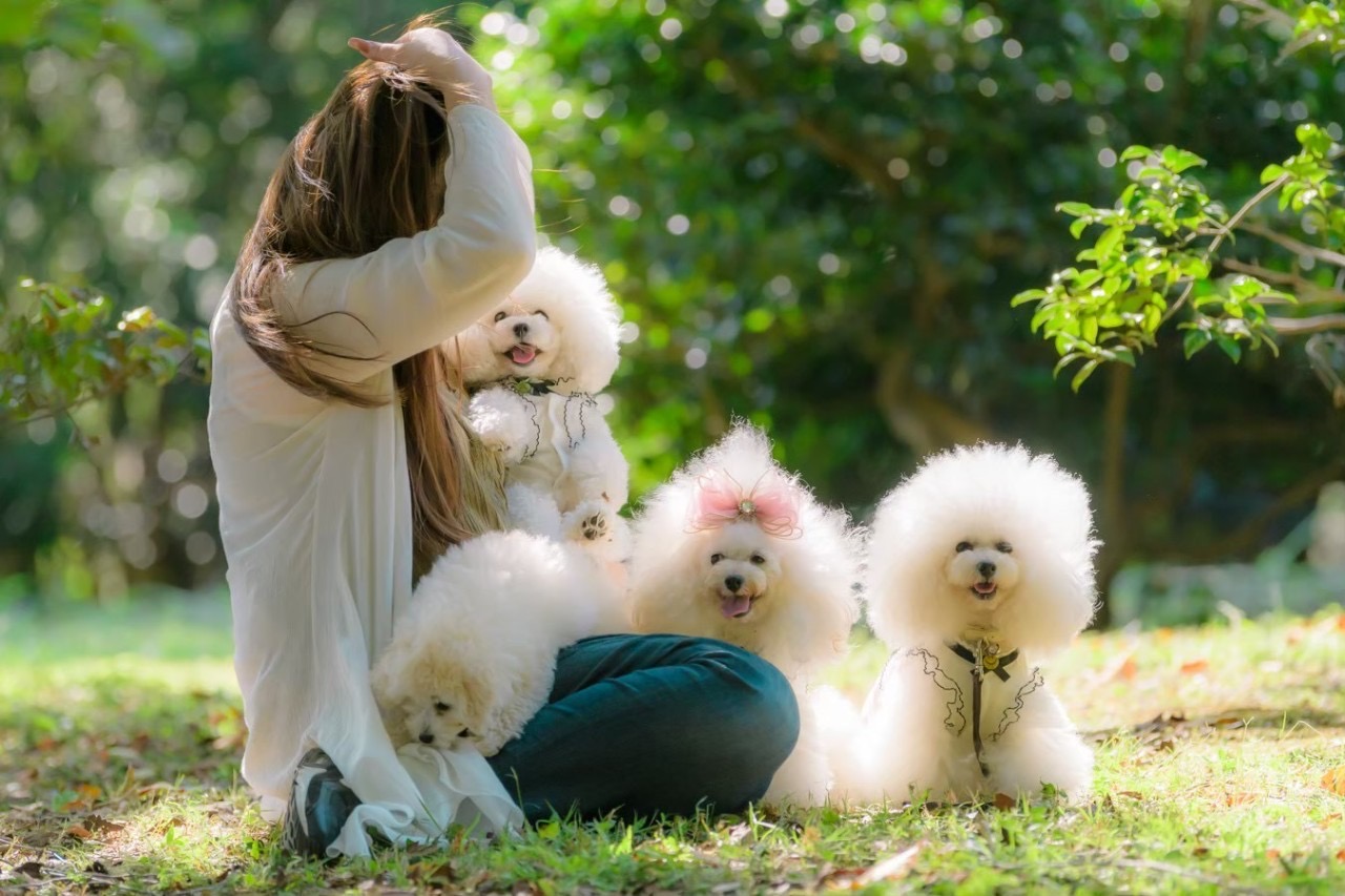 アクセス – Sweeney dog