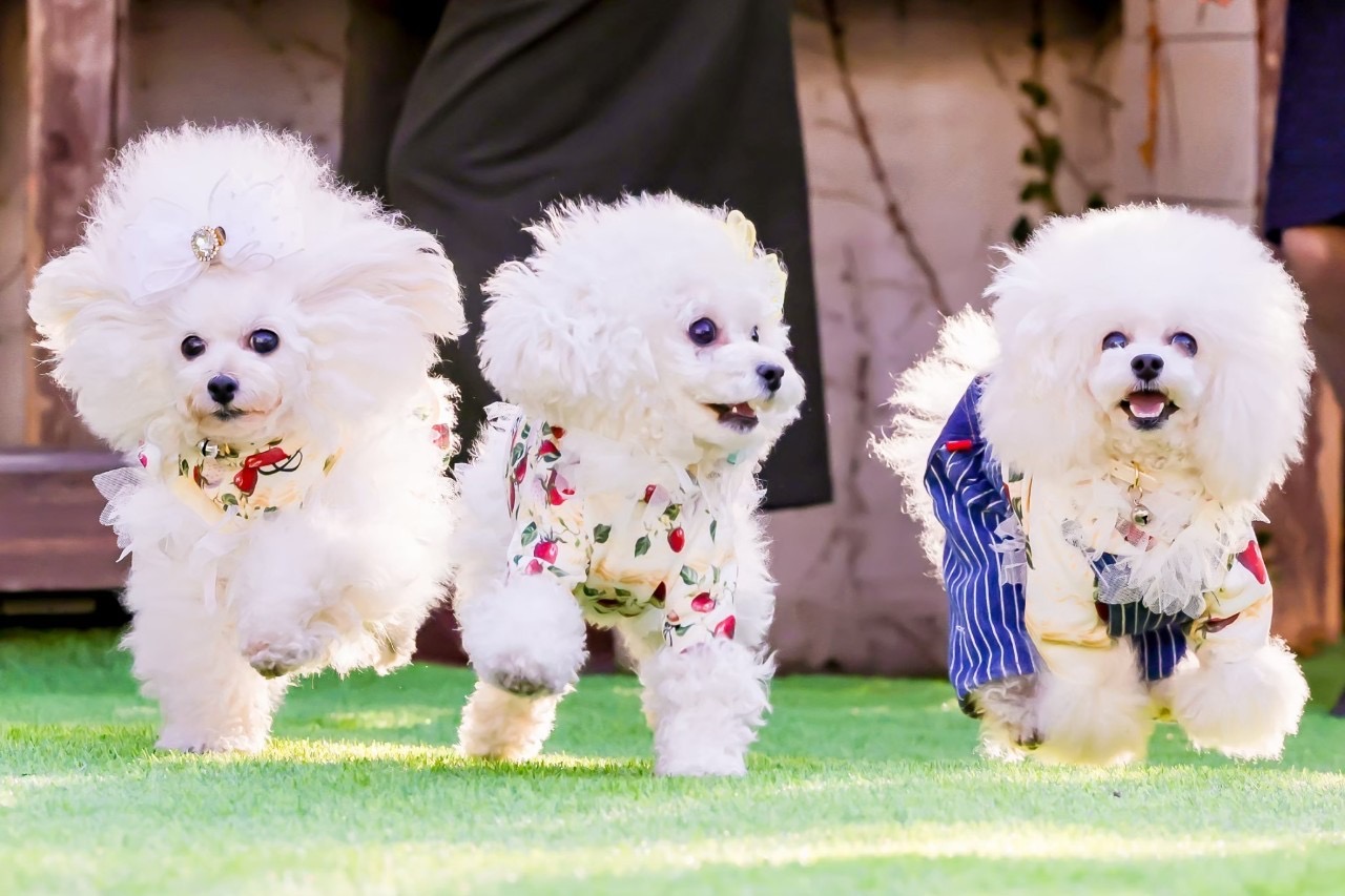 ペットホテル – Sweeney dog