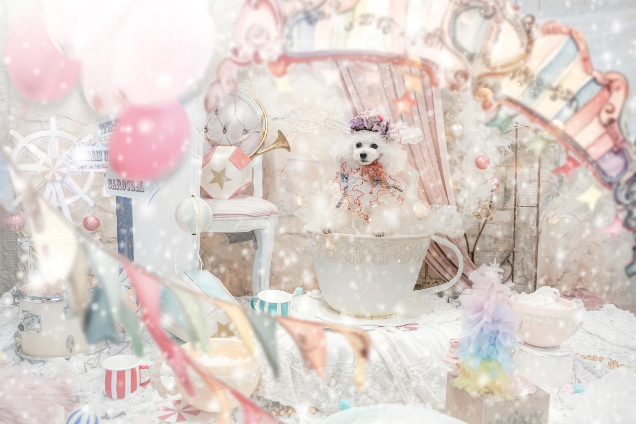 OPENのお知らせ – Sweeney dog