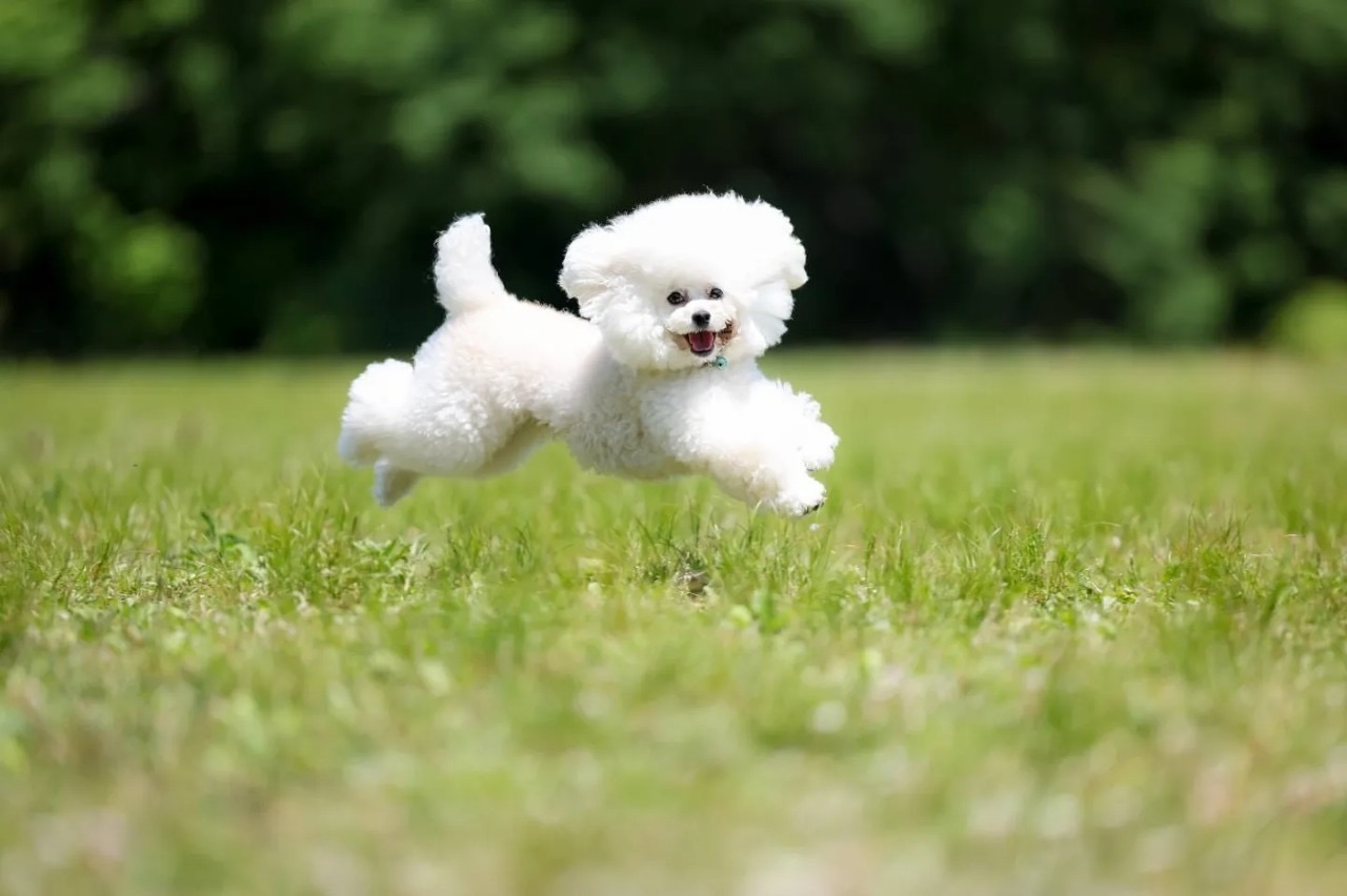 コンセプト – Sweeney dog