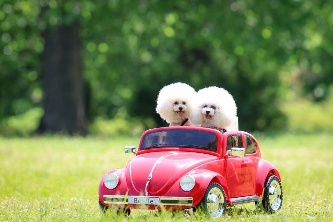 お問い合わせ – Sweeney dog