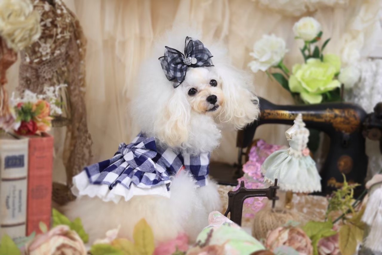 ペット撮影 – Sweeney dog